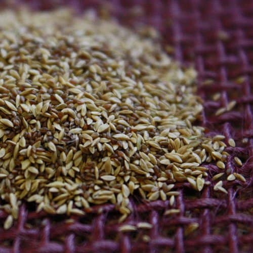 COMMON BERMUDAGRASS SEED | Douglass King Seeds